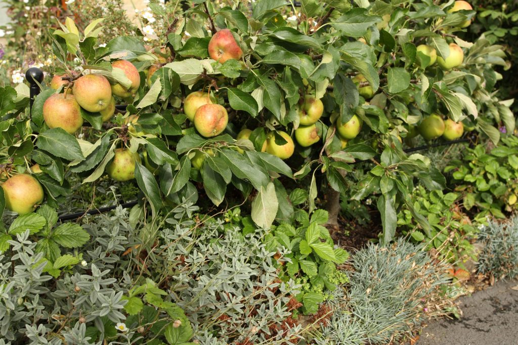 Step-over 'espalier' supports - Ironart of BathIronart of Bath